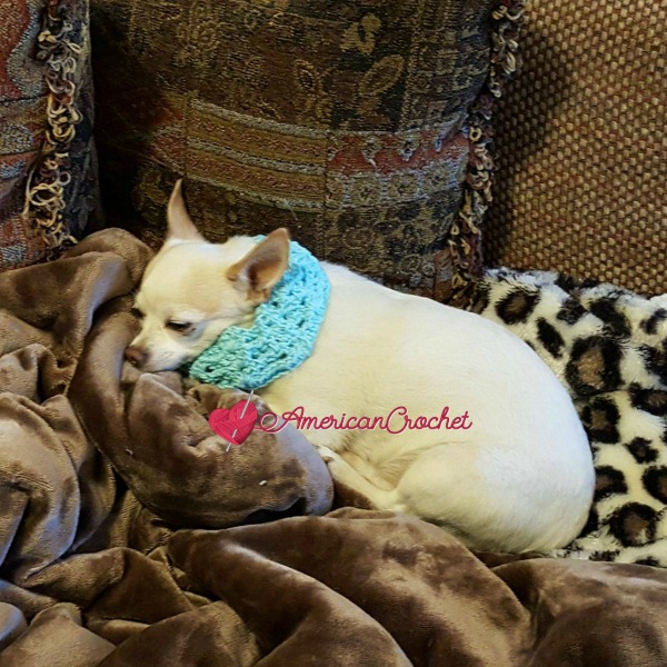 Vintage Lace Dog Collar | American Crochet | Free Crochet Pattern